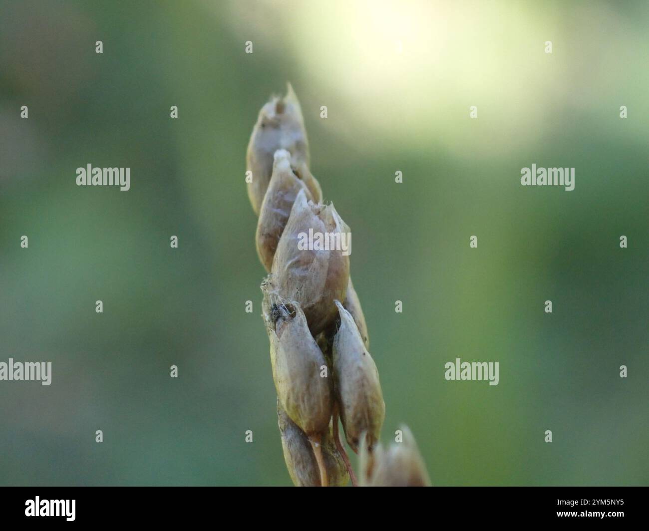 northern sweetgrass (Anthoxanthum hirtum Stock Photo - Alamy
