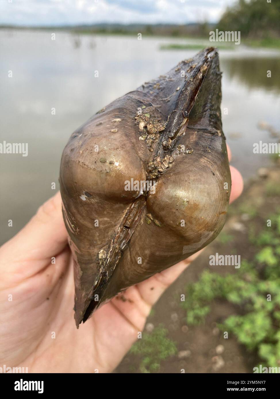 Giant Floater (Pyganodon grandis Stock Photo - Alamy
