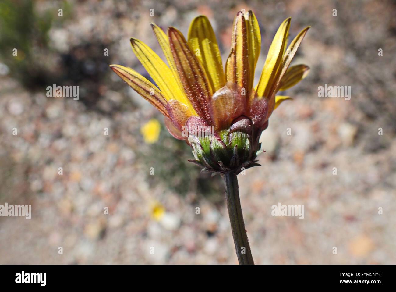 Spear African Daisy (Arctotis lanceolata Stock Photo - Alamy