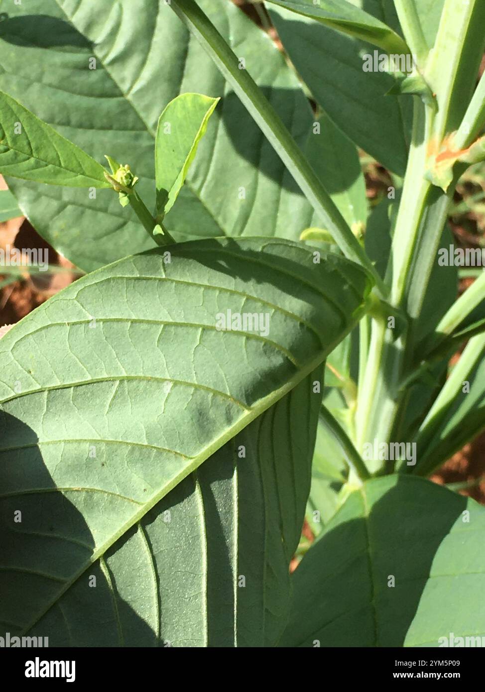 Showy Rattlebox (Crotalaria spectabilis Stock Photo - Alamy