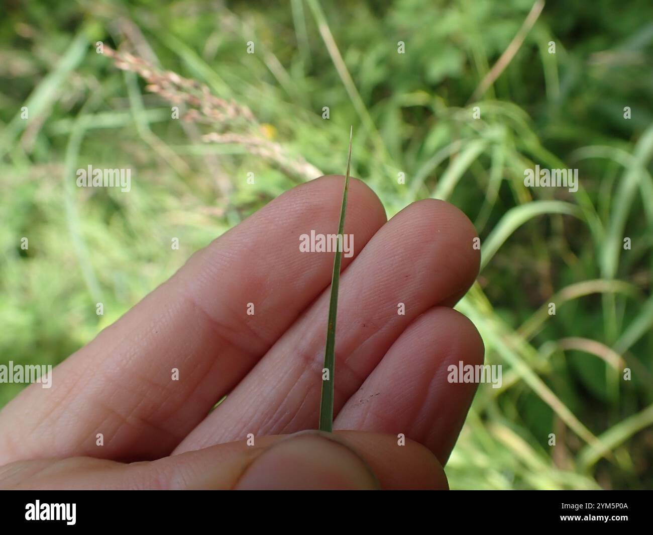 canadian bluejoint (Calamagrostis canadensis Stock Photo - Alamy