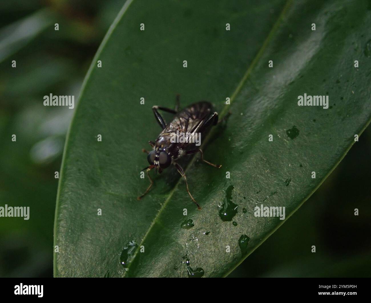 Garden soldier fly (Exaireta spinigera Stock Photo - Alamy