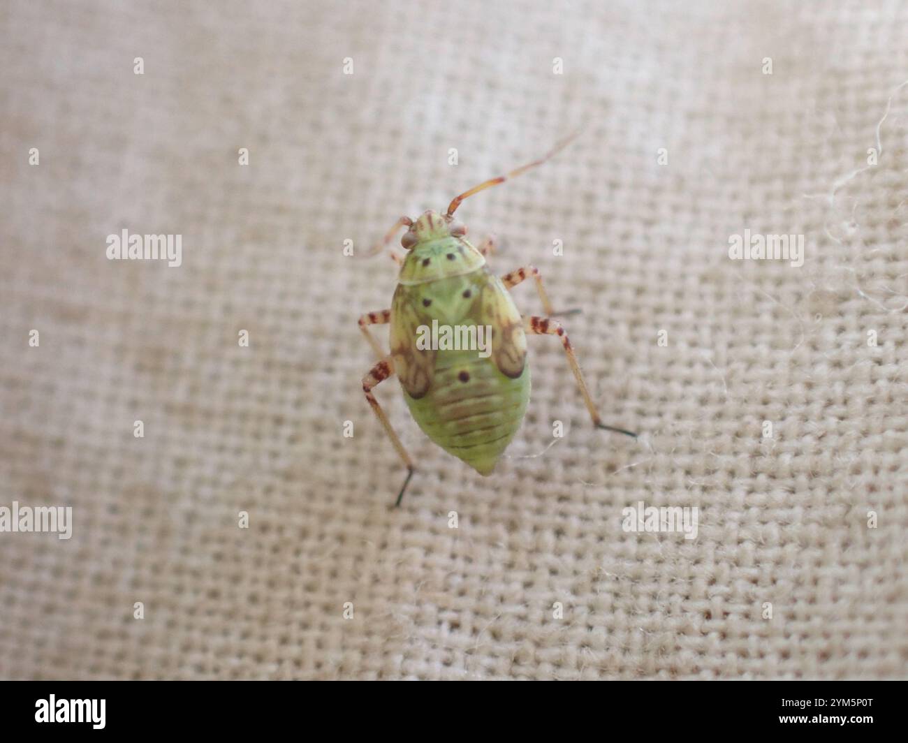 True Bugs (Heteroptera Stock Photo - Alamy