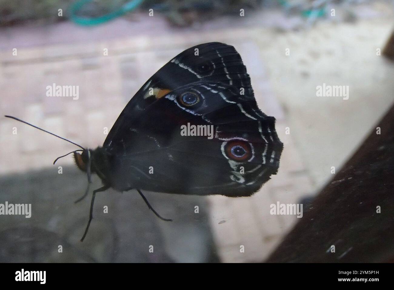 Swordgrass hi-res stock photography and images - Alamy