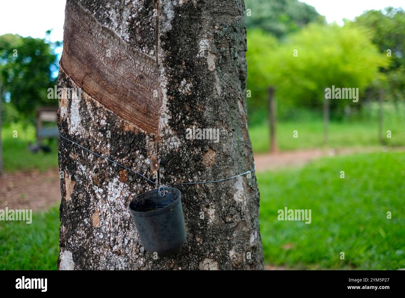 plantation of latex tree in farm on Brazil Stock Photo - Alamy