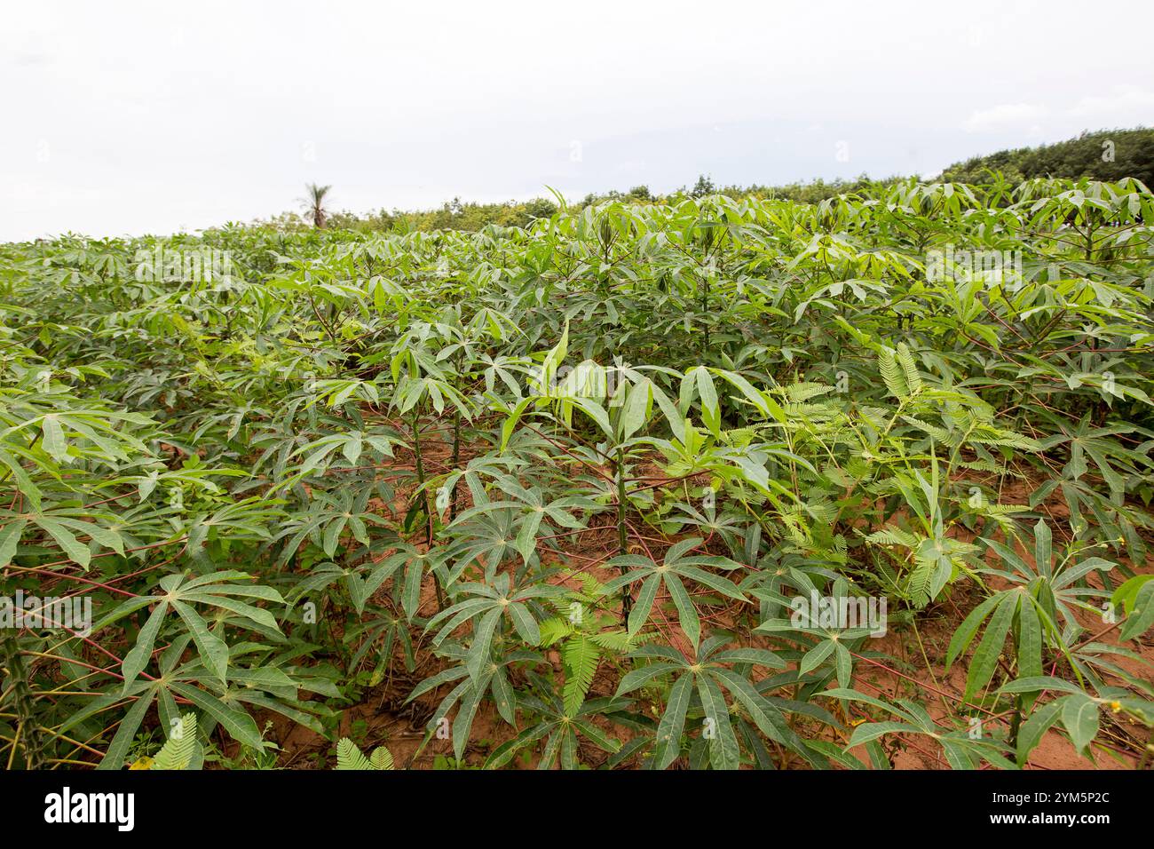 Mandioqueira, known as Mandioca, manioc, cassava, castelinha, uaipi ...