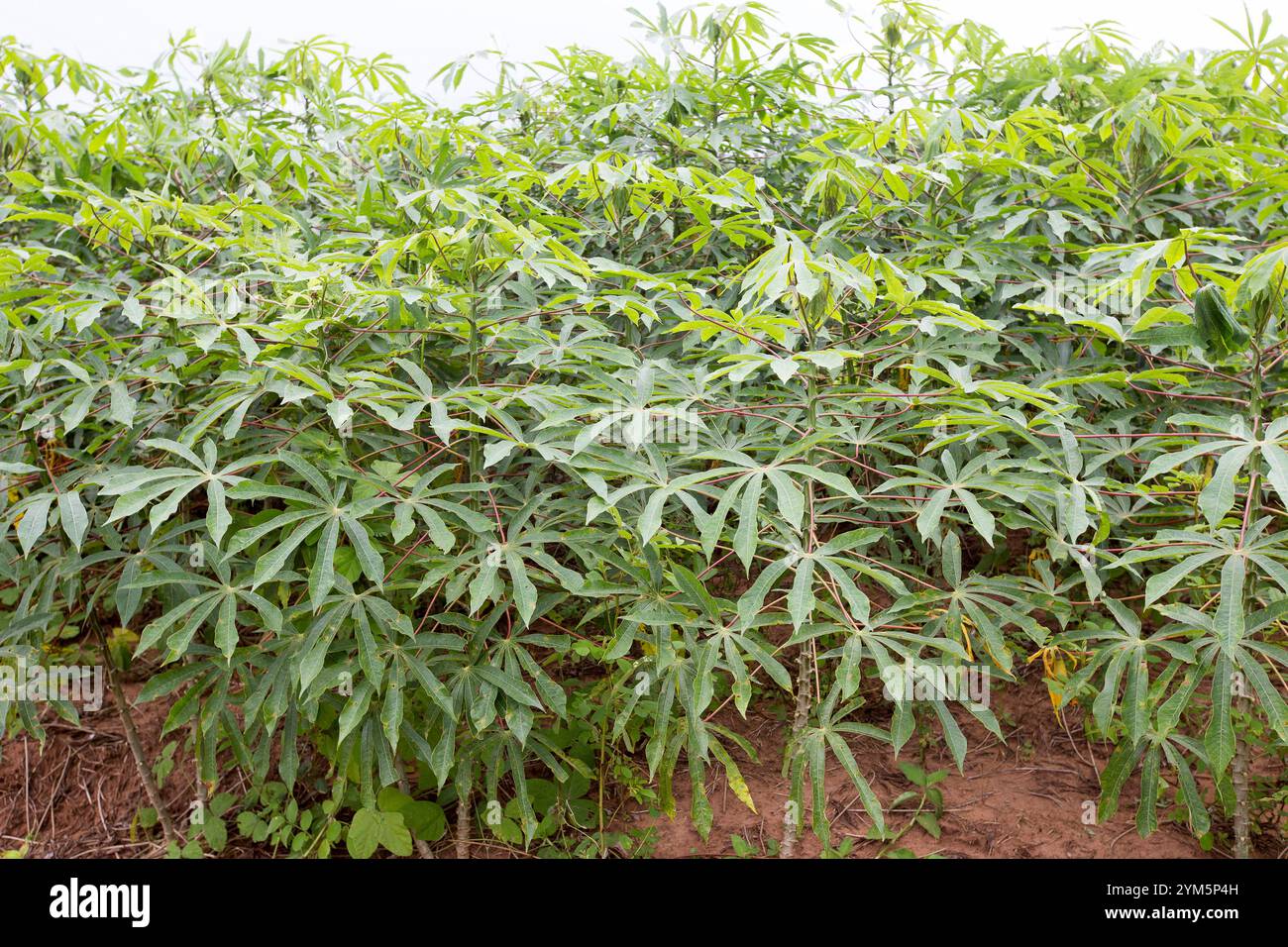 Mandioqueira, known as Mandioca, manioc, cassava, castelinha, uaipi ...