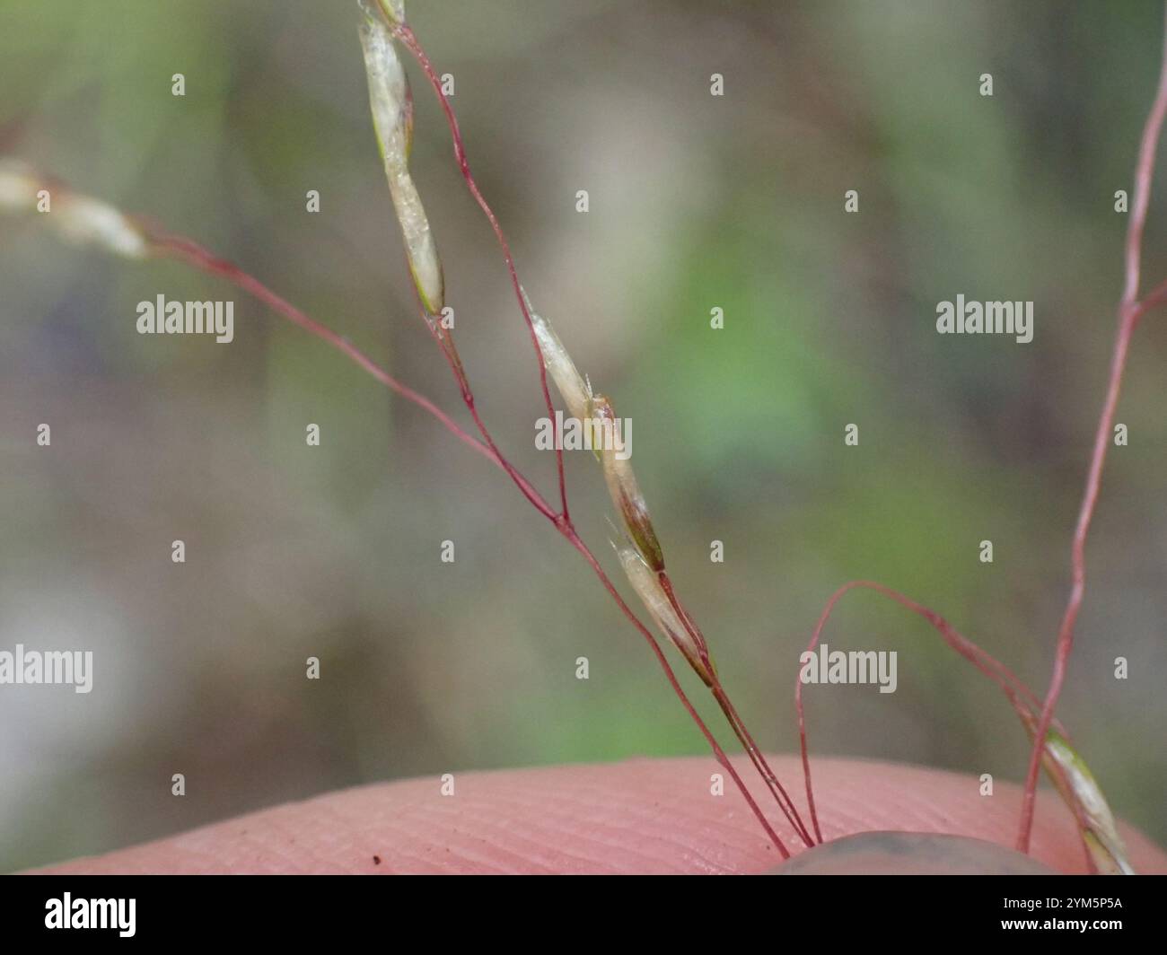 tufted hair grass (Deschampsia cespitosa Stock Photo - Alamy
