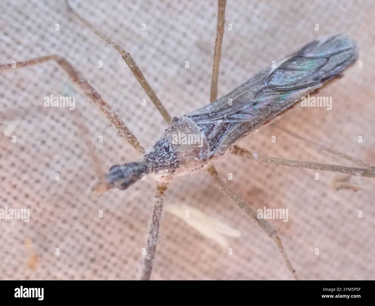 Four-spurred Assassin Bug (Zelus tetracanthus Stock Photo - Alamy Four-spurred Assassin Bug (Zelus tetracanthus Stock Photo - Alamy