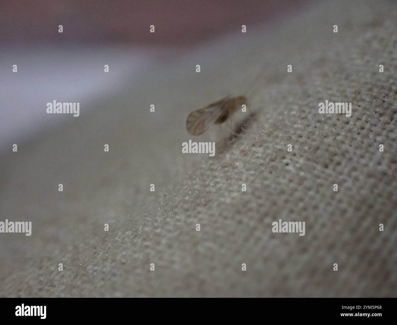 Barklice, Booklice, and Parasitic Lice (Psocodea Stock Photo - Alamy