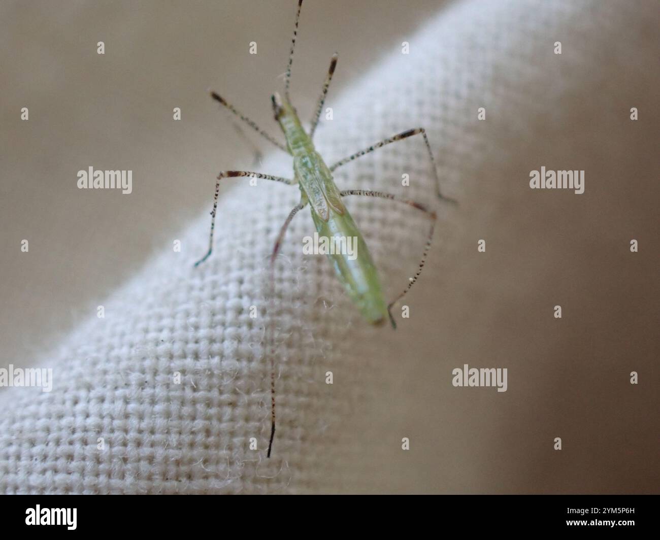 Stilt Bugs (Berytidae Stock Photo - Alamy