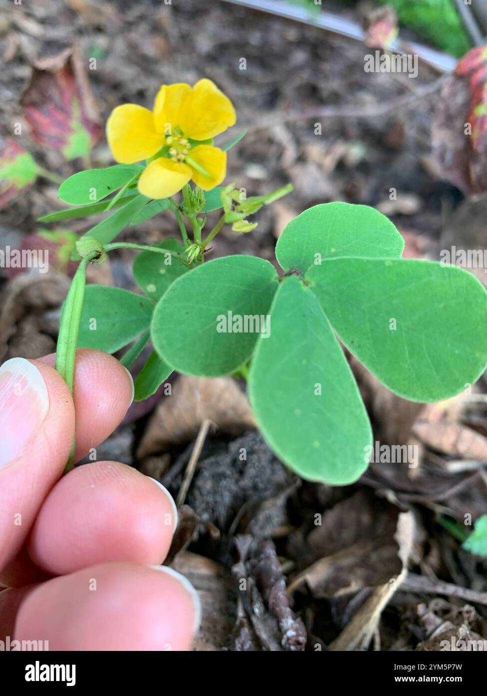 American Sicklepod (Senna obtusifolia Stock Photo - Alamy