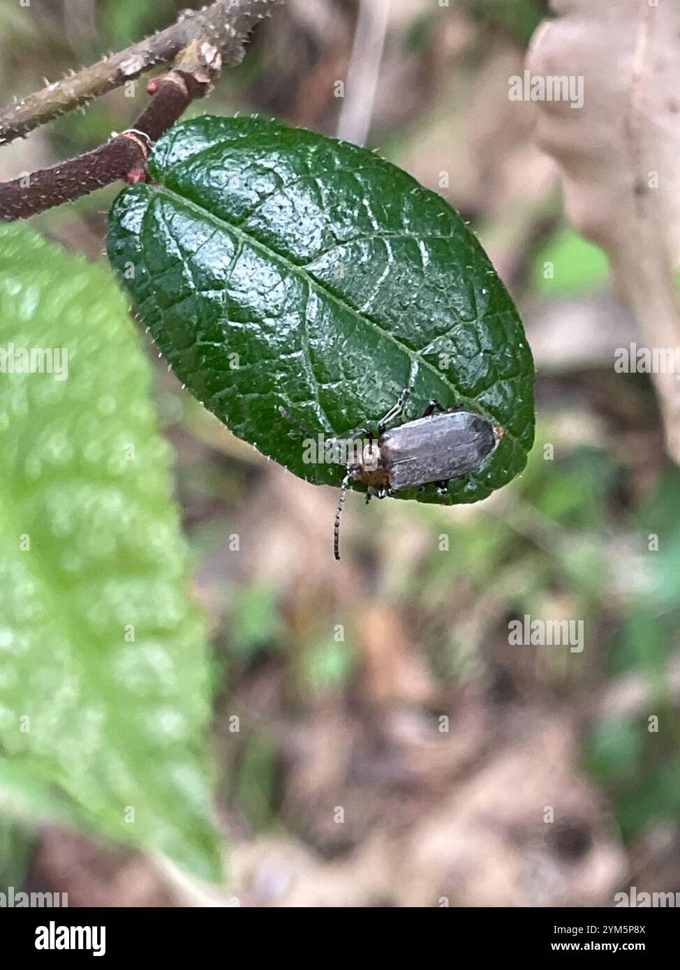 Water, Rove, Scarab, Long-horned, Leaf, and Snout Beetles (Polyphaga ...
