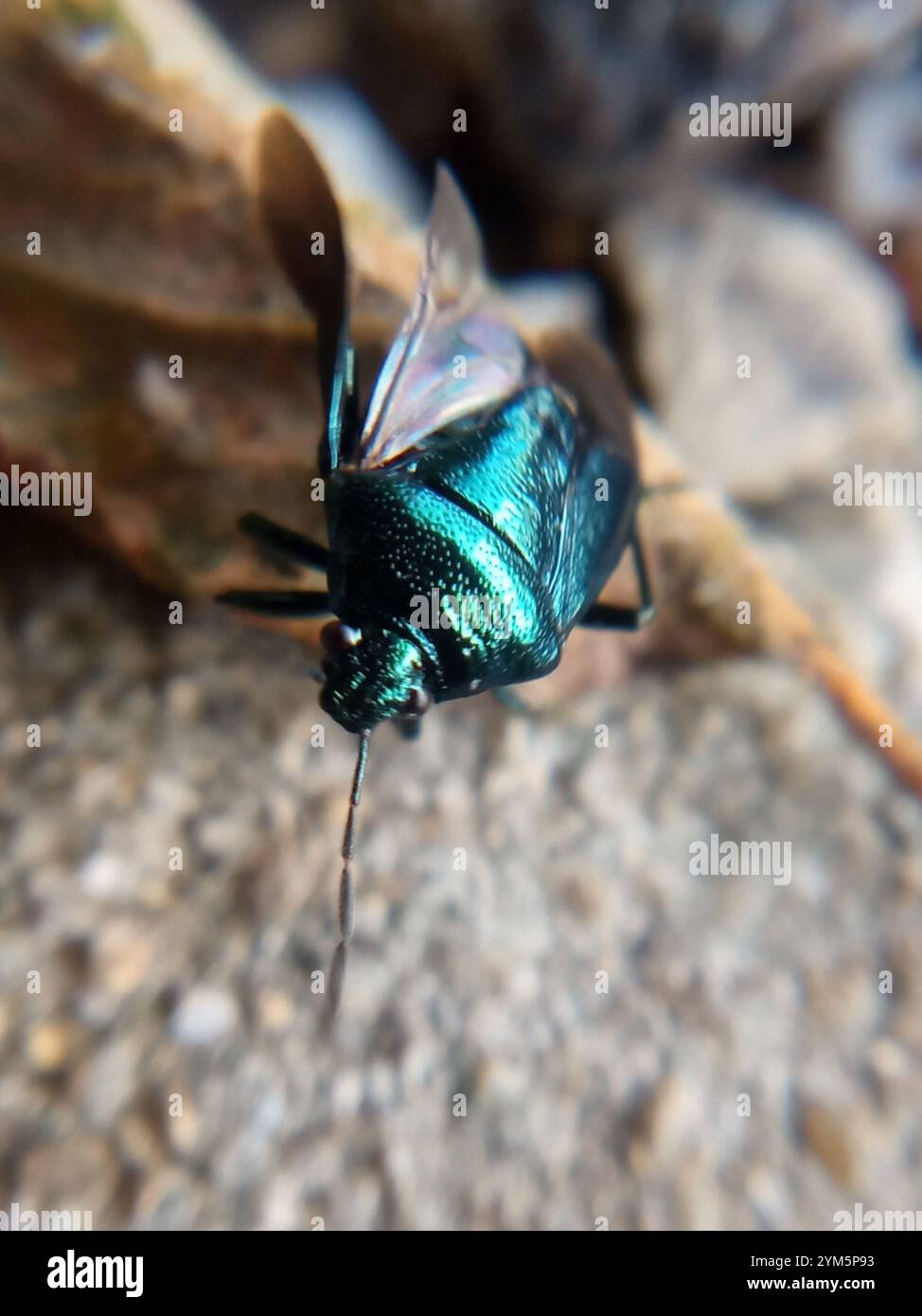 Zicrona caerulea hi-res stock photography and images - Alamy