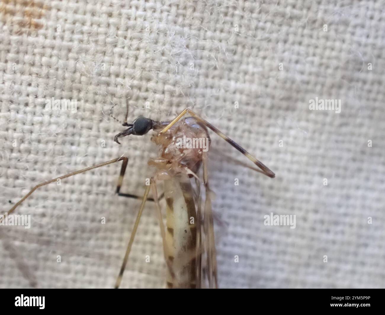 Typical Crane Flies (Tipuloidea Stock Photo - Alamy