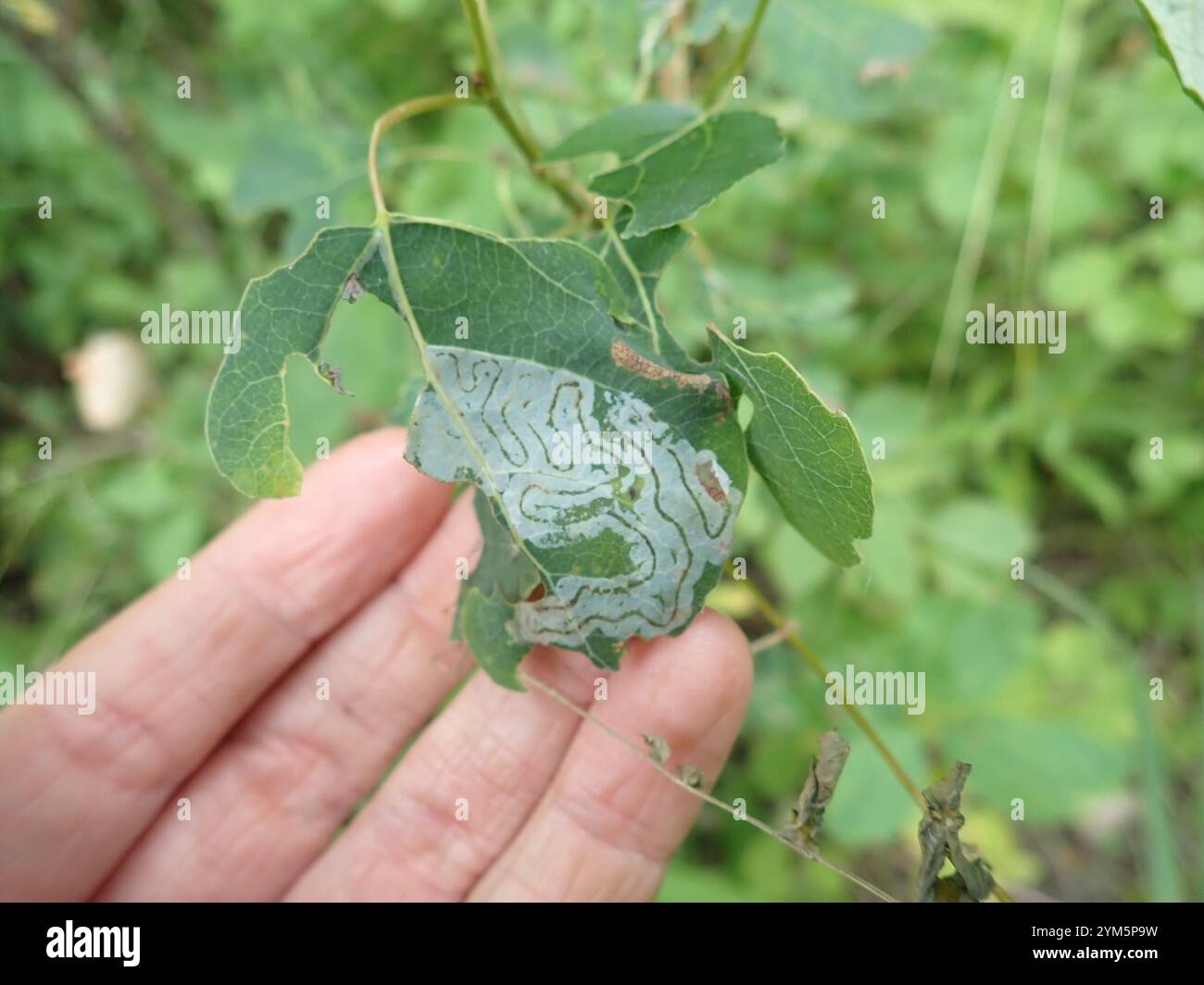 Aspen Serpentine Leafminer Moth (Phyllocnistis populiella Stock Photo ...