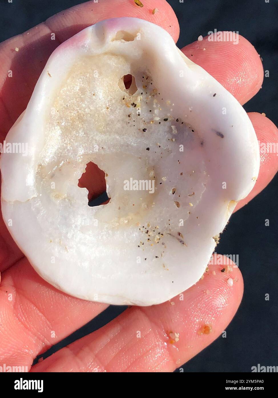 Giant Rock Scallop (Crassadoma gigantea Stock Photo - Alamy