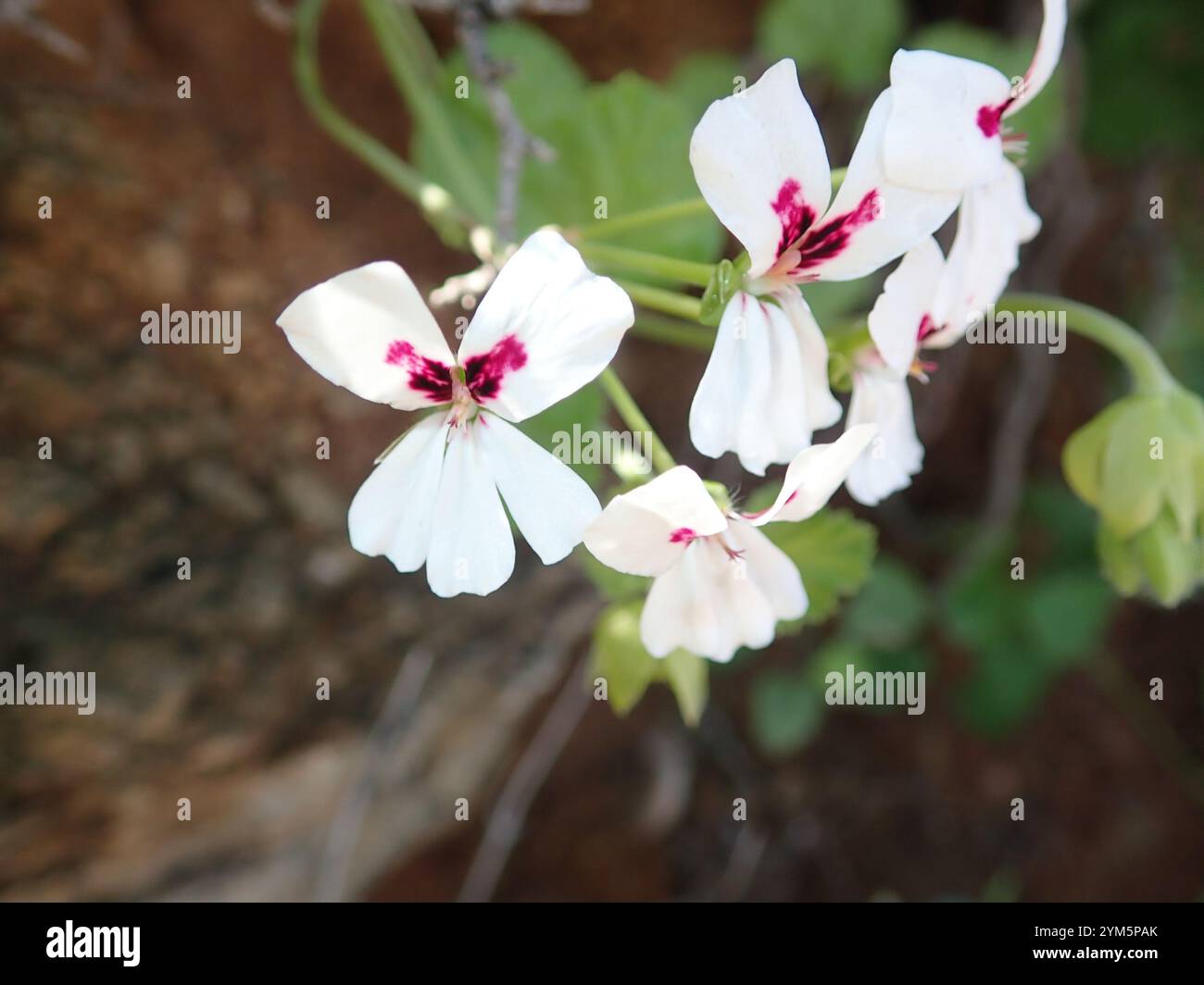 cactus geranium (Pelargonium echinatum Stock Photo - Alamy