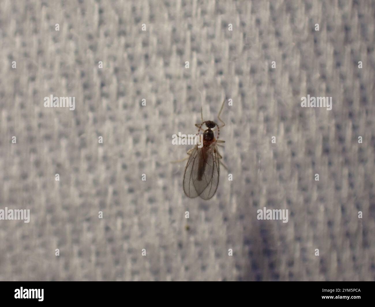 Gall and Forest Midges (Cecidomyiidae Stock Photo - Alamy