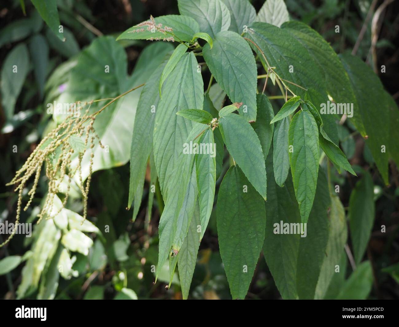 (Boehmeria zollingeriana podocarpa Stock Photo - Alamy