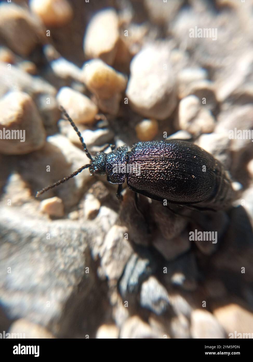 black-punctured leaf beetle (Galeruca tanaceti Stock Photo - Alamy