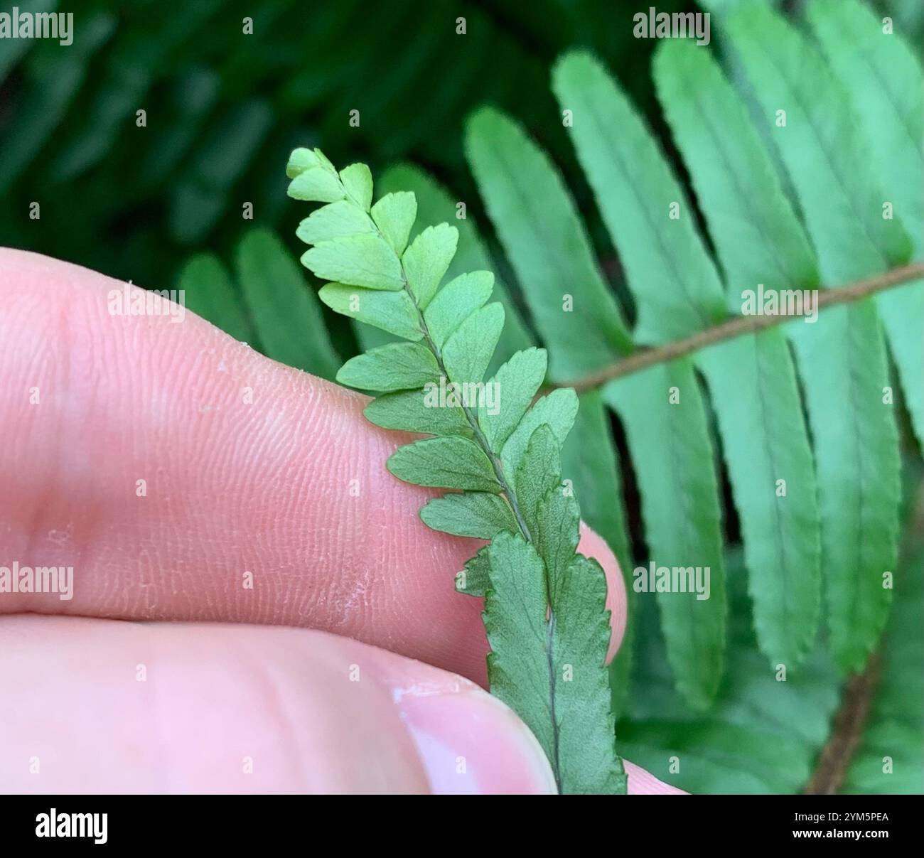 sword ferns (Nephrolepis Stock Photo - Alamy