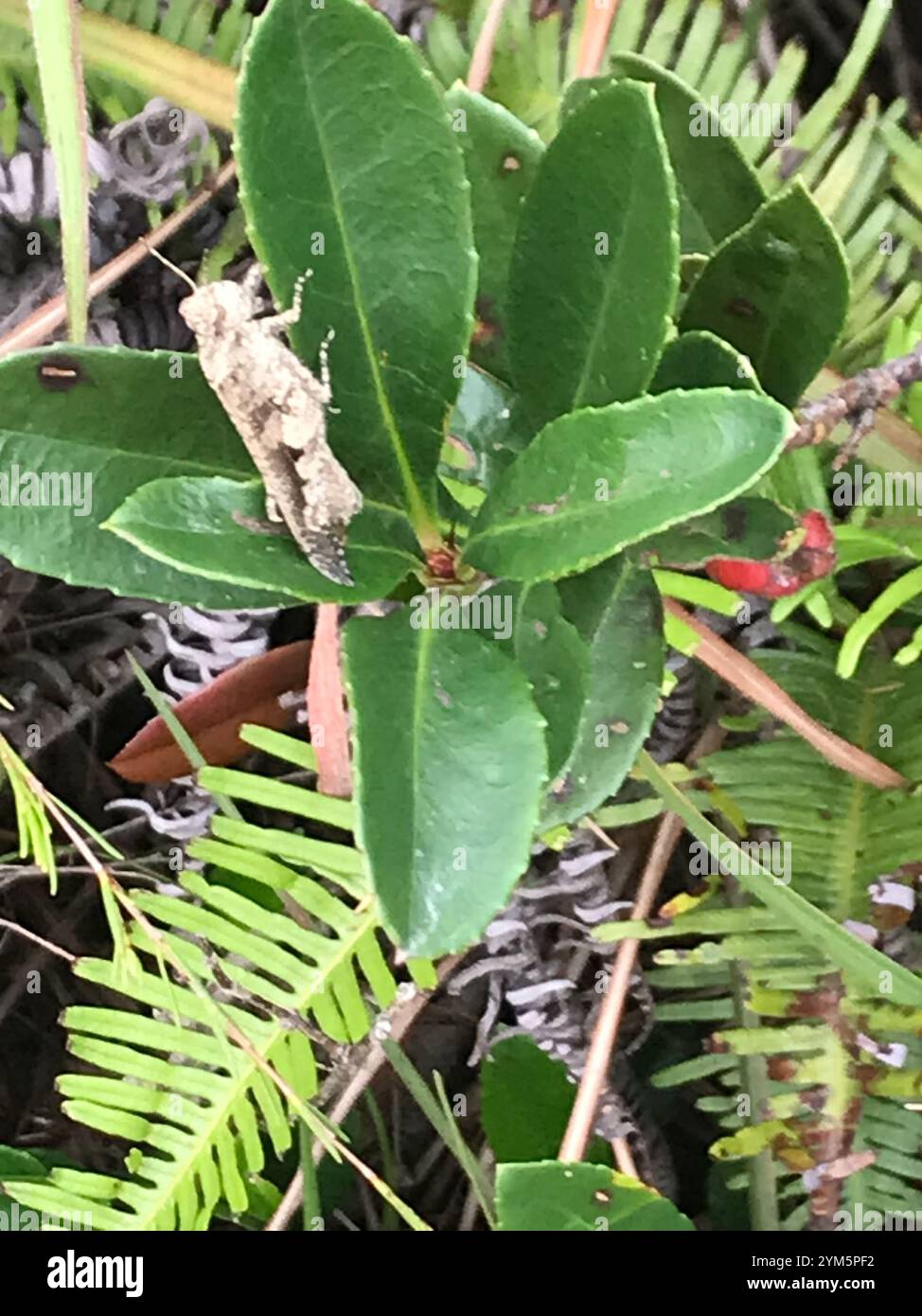 Carinate hi-res stock photography and images - Alamy