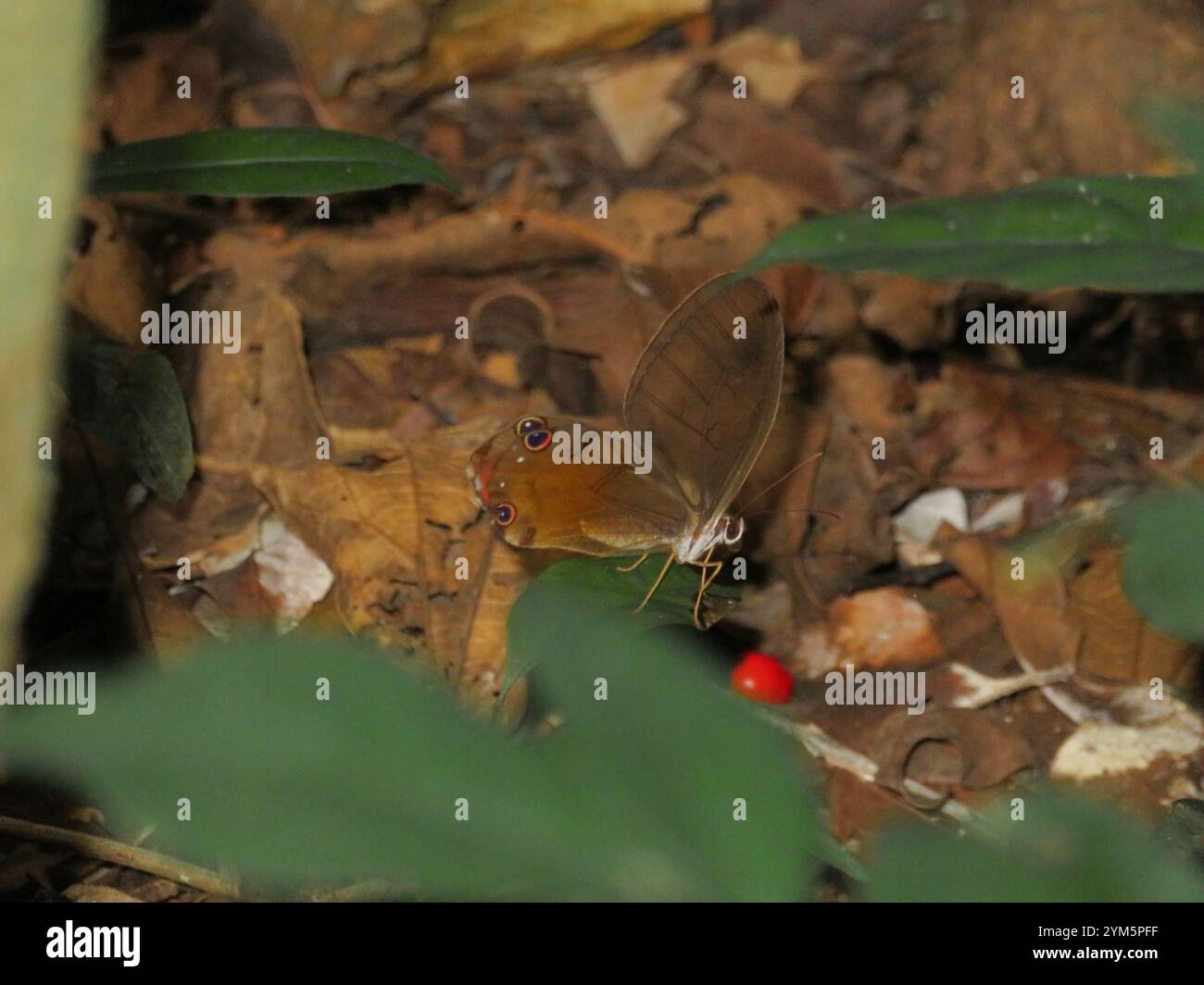 amber phantom (Haetera piera Stock Photo - Alamy