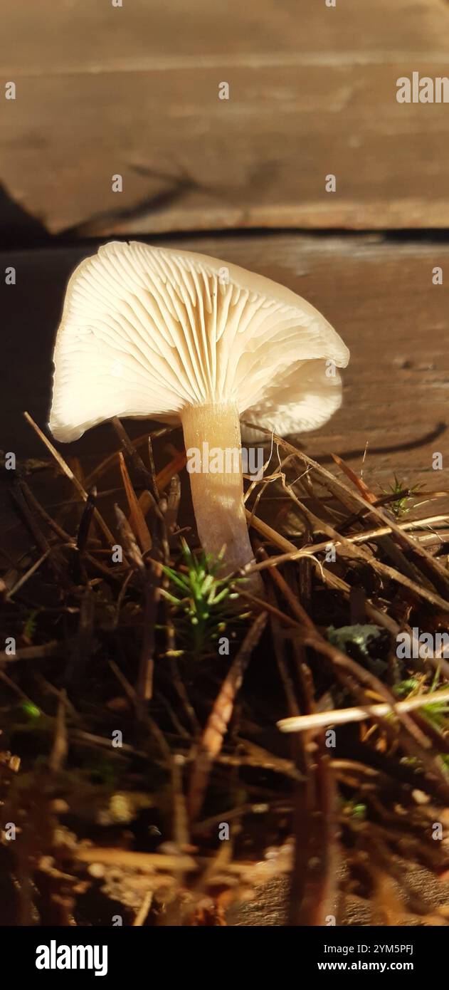 Fragrant Funnel (Clitocybe fragrans Stock Photo - Alamy