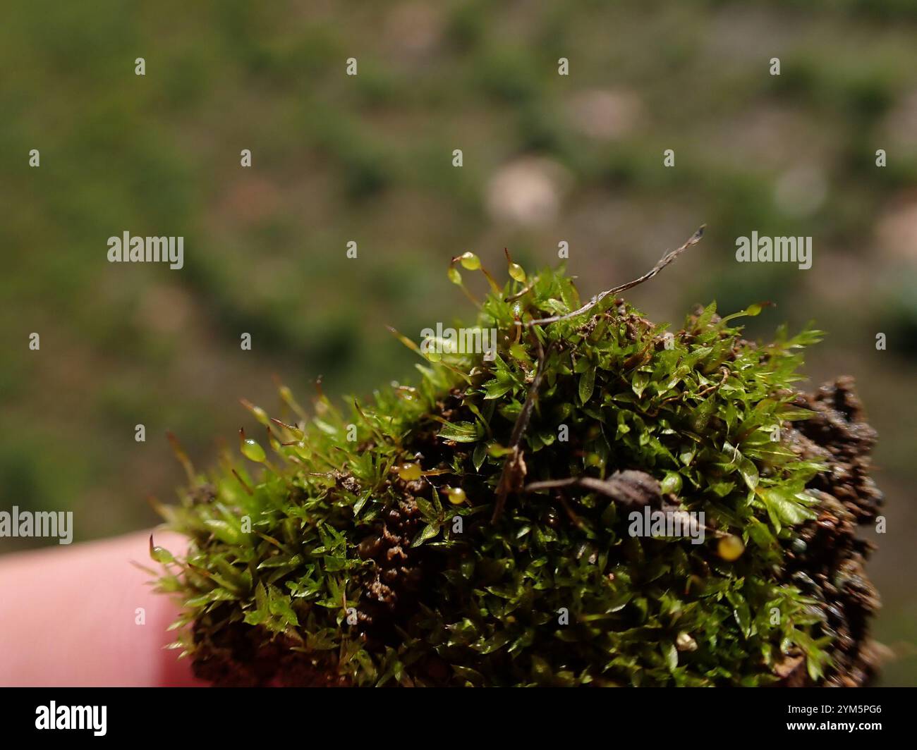 Common Pottia (Tortula truncata Stock Photo - Alamy