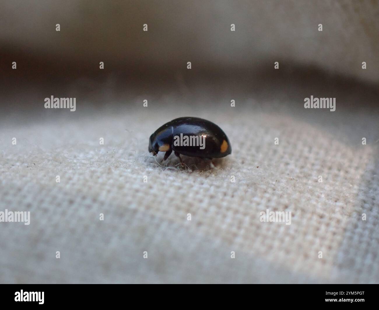Sigil Lady Beetles (Hyperaspis Stock Photo - Alamy