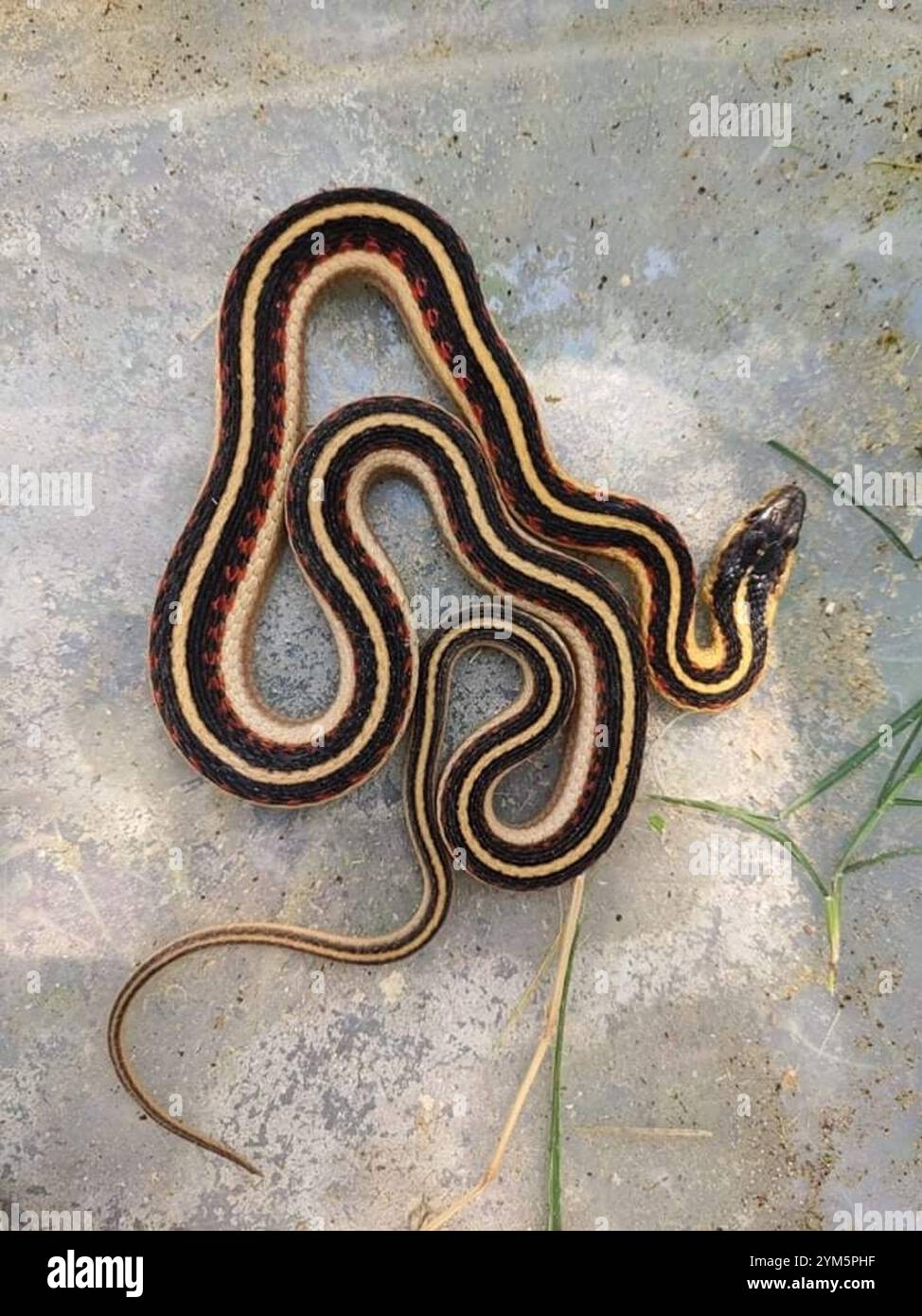 Valley Garter Snake (Thamnophis sirtalis fitchi Stock Photo - Alamy