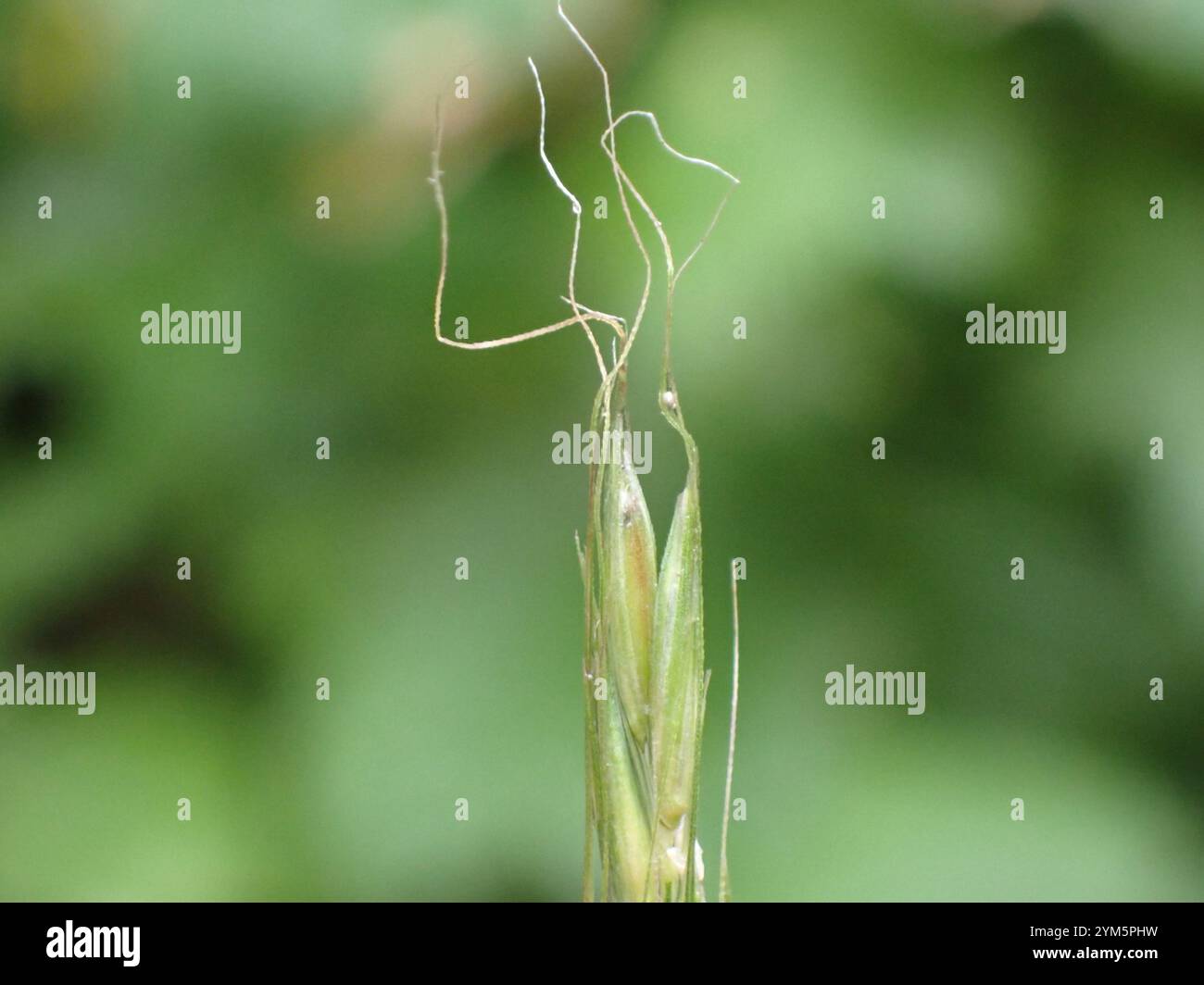 blue wild rye (Elymus glaucus Stock Photo - Alamy