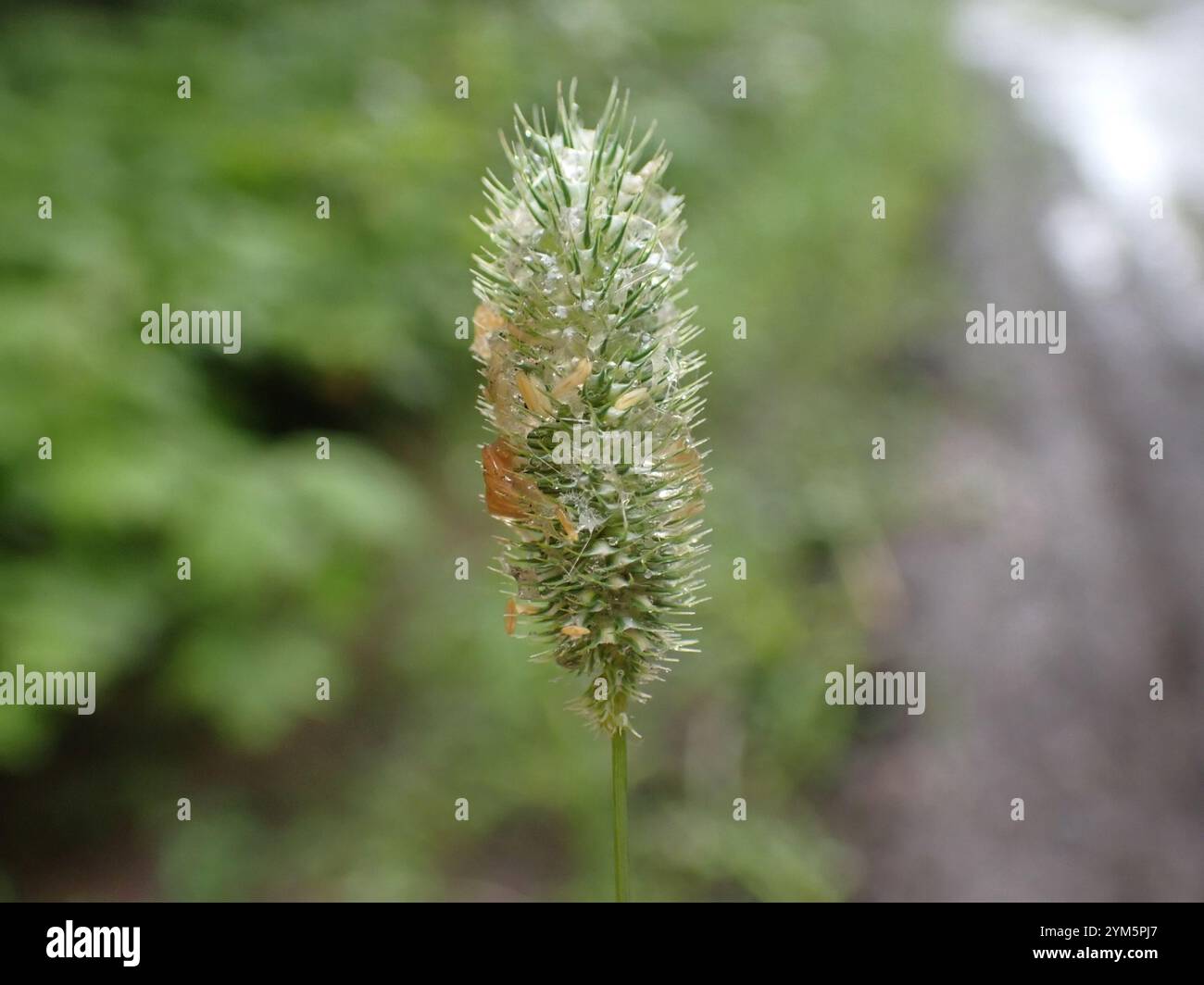 Alpine Timothy (Phleum alpinum Stock Photo - Alamy