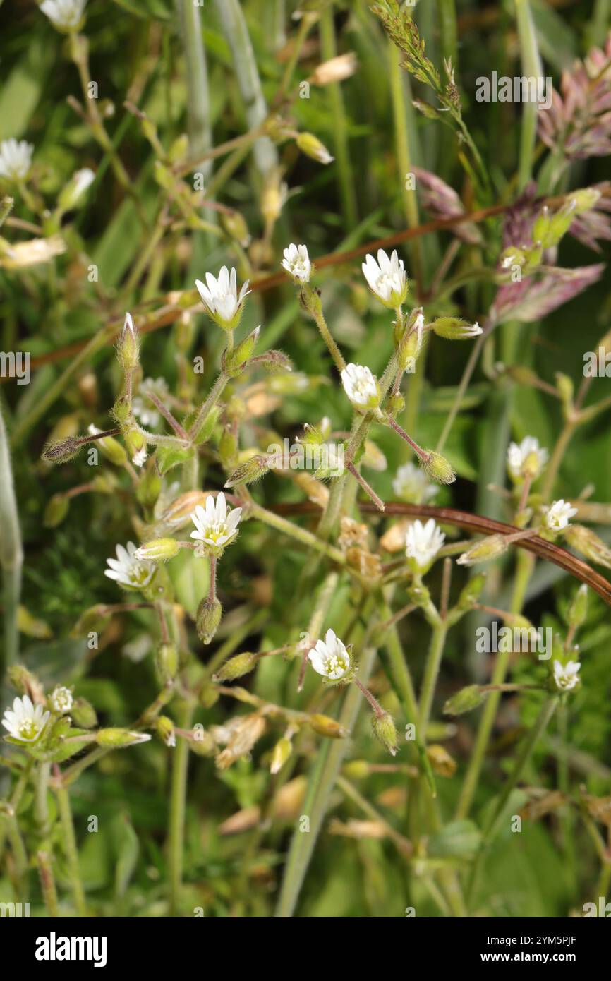Common mouse-ear chickweed (Cerastium fontanum Stock Photo - Alamy