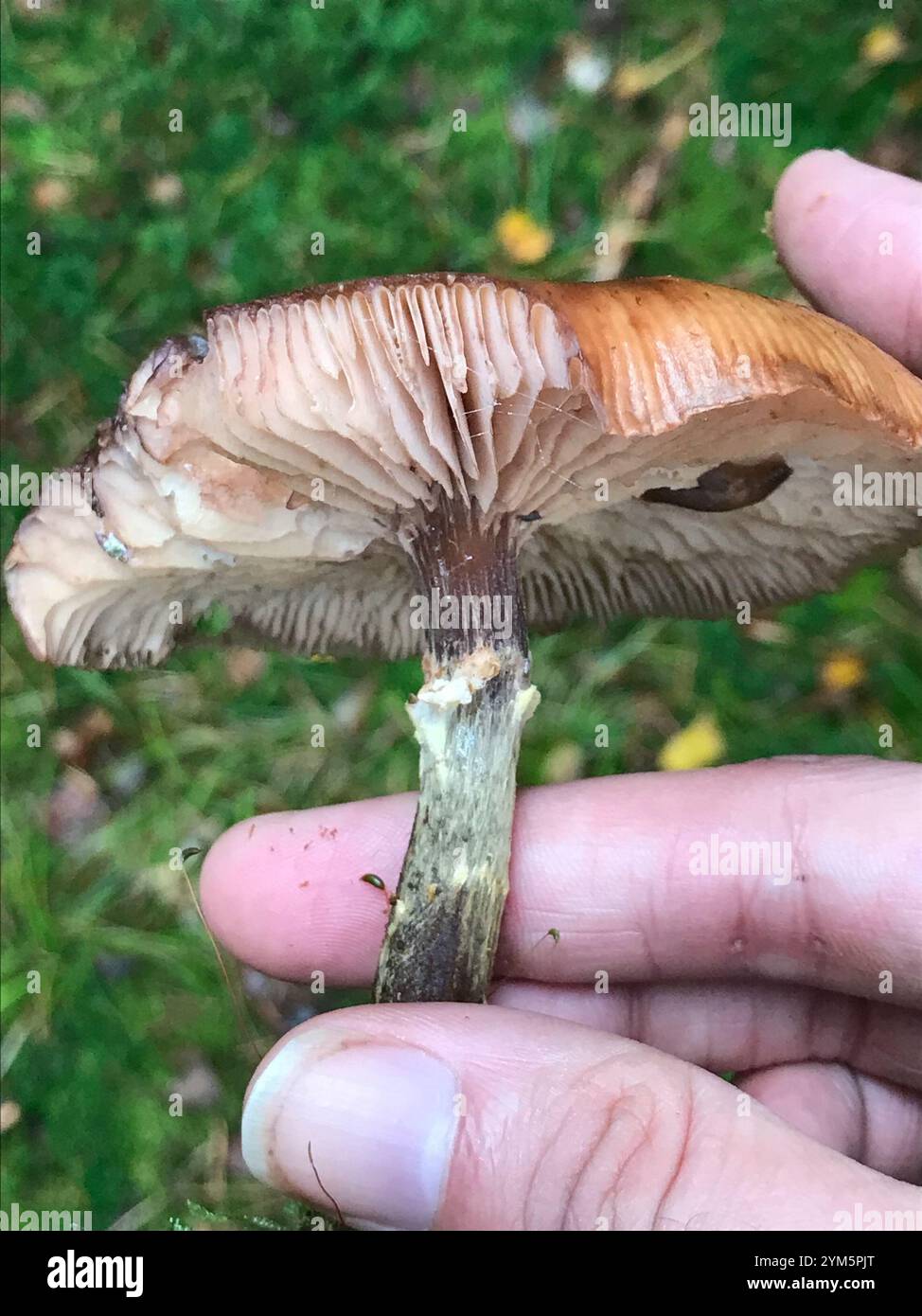 honey mushrooms (Armillaria Stock Photo - Alamy