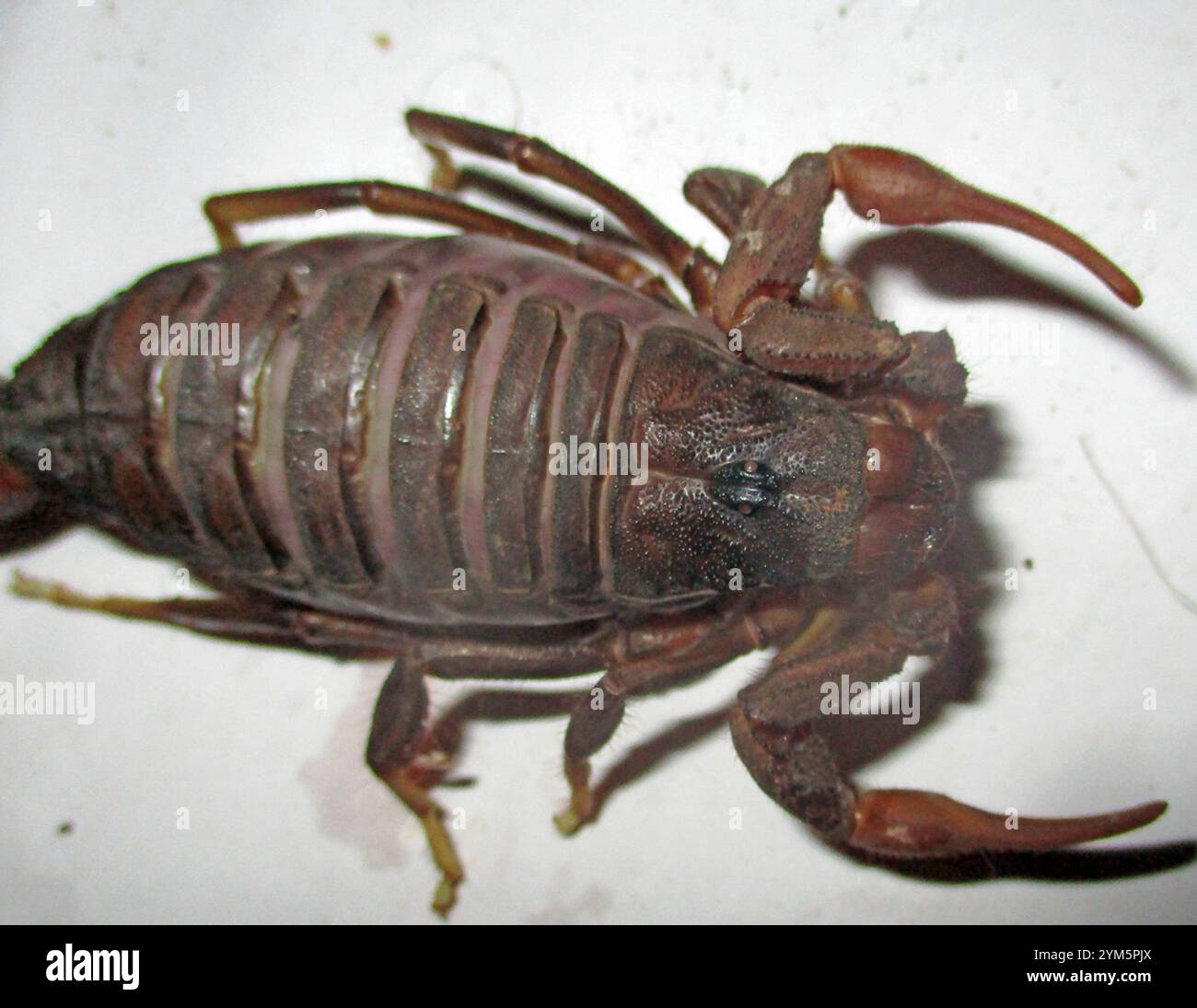 Transvaal Thicktail Scorpion (Parabuthus transvaalicus Stock Photo - Alamy