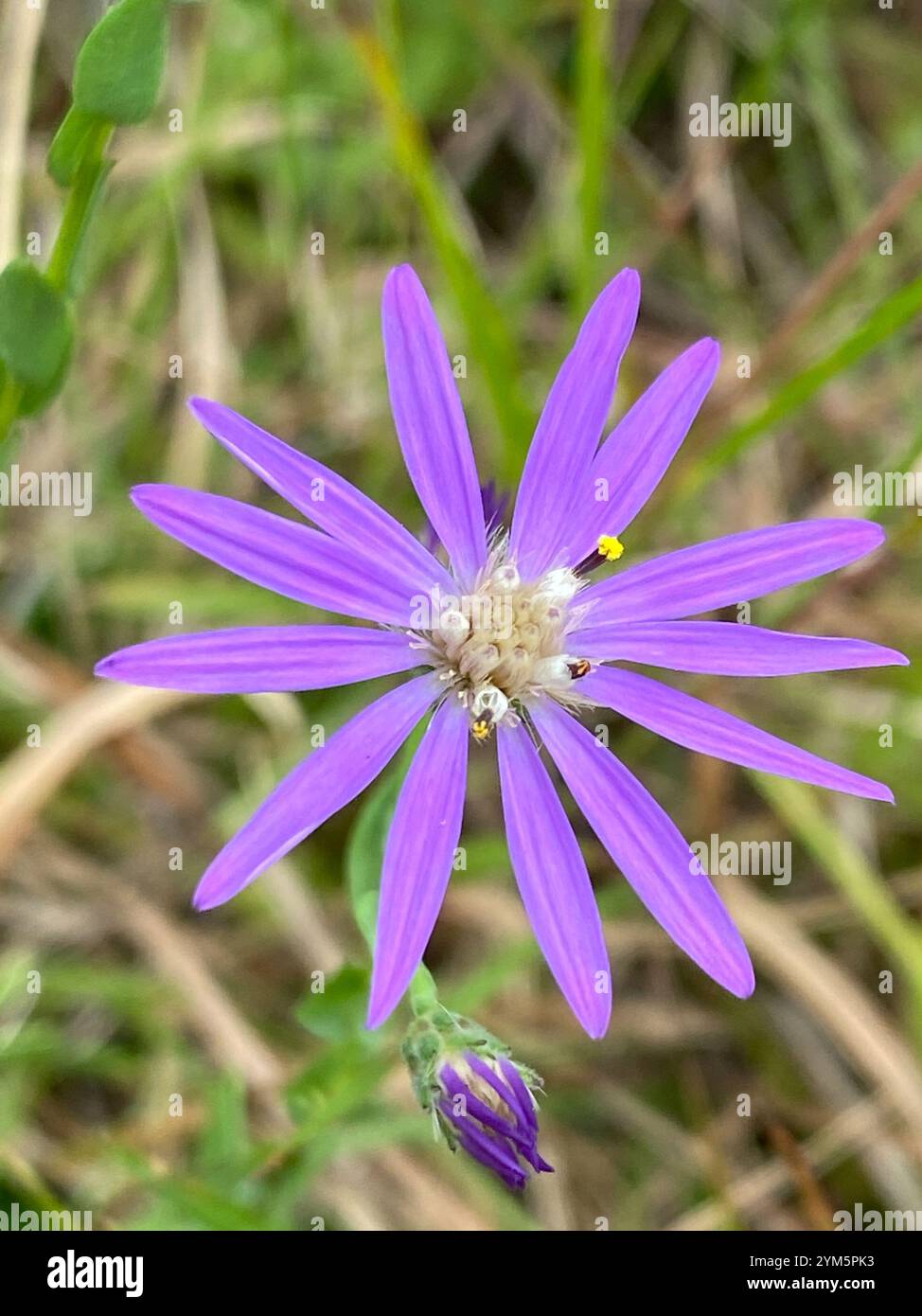 Eastern Silver Aster (Symphyotrichum concolor Stock Photo - Alamy