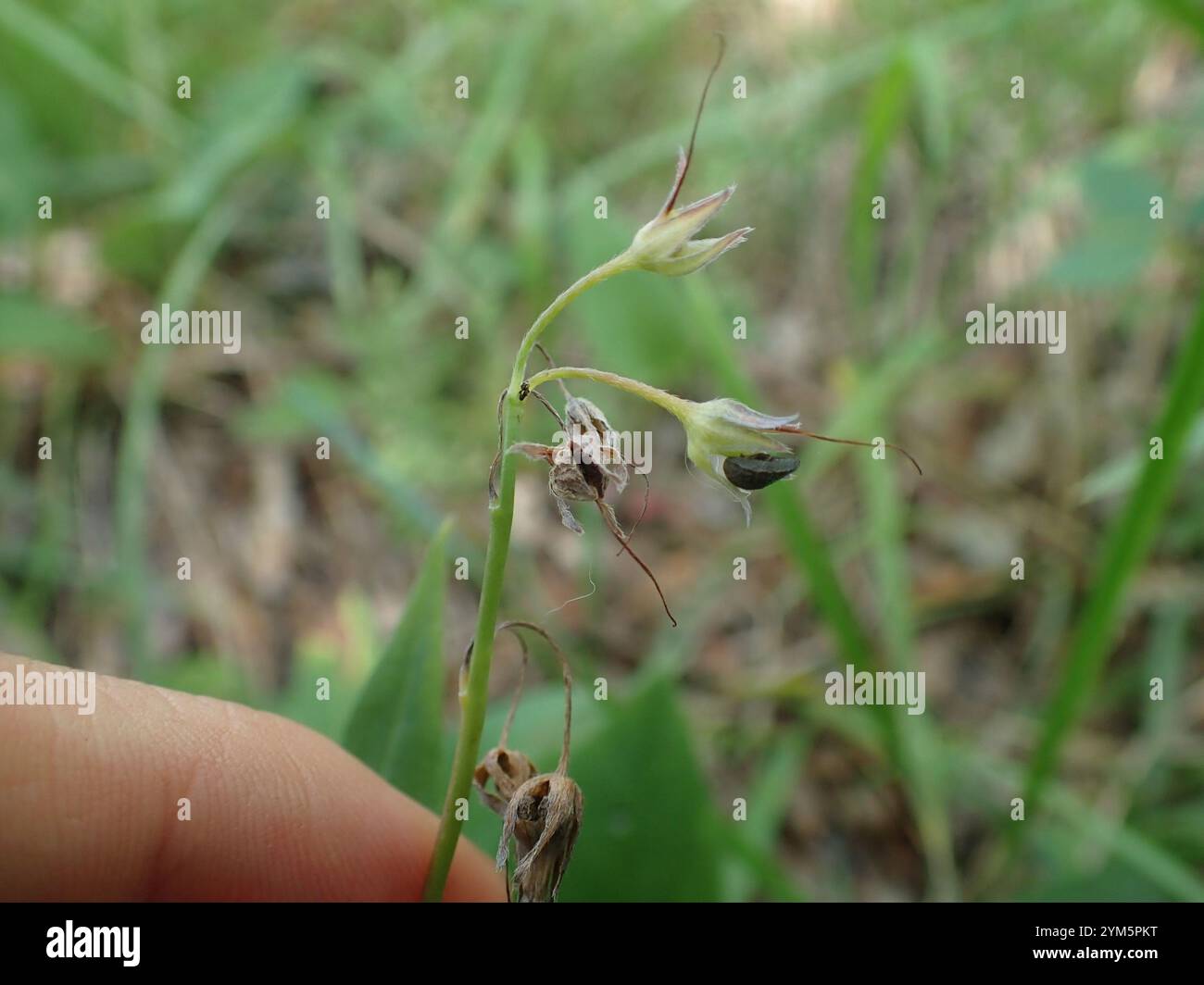 Tall Bluebell (Mertensia paniculata Stock Photo - Alamy