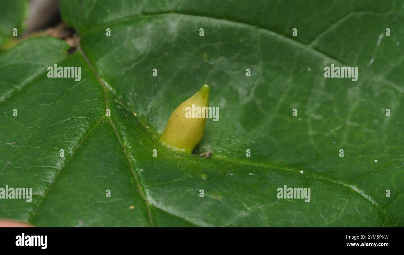 Witch-hazel Cone Gall Aphid (Hormaphis hamamelidis Stock Photo - Alamy