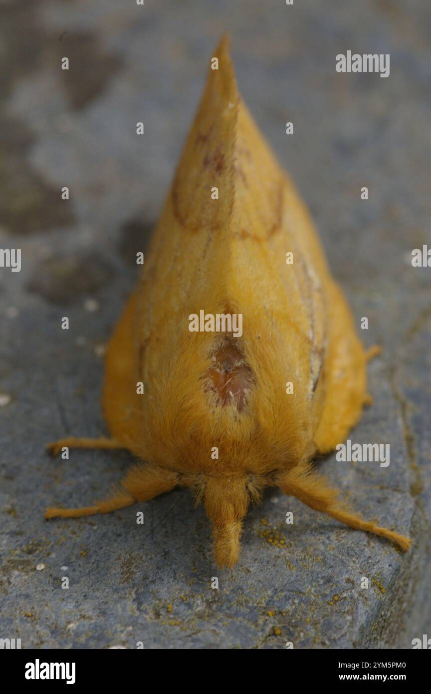 Drinker Moth (Euthrix potatoria Stock Photo - Alamy