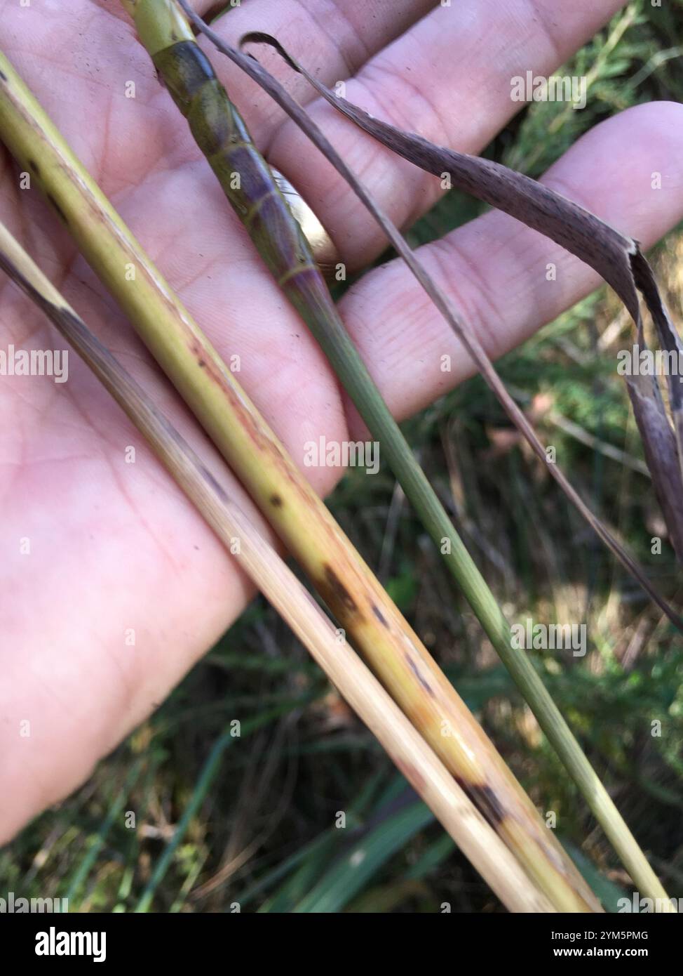 eastern gamagrass (Tripsacum dactyloides Stock Photo - Alamy