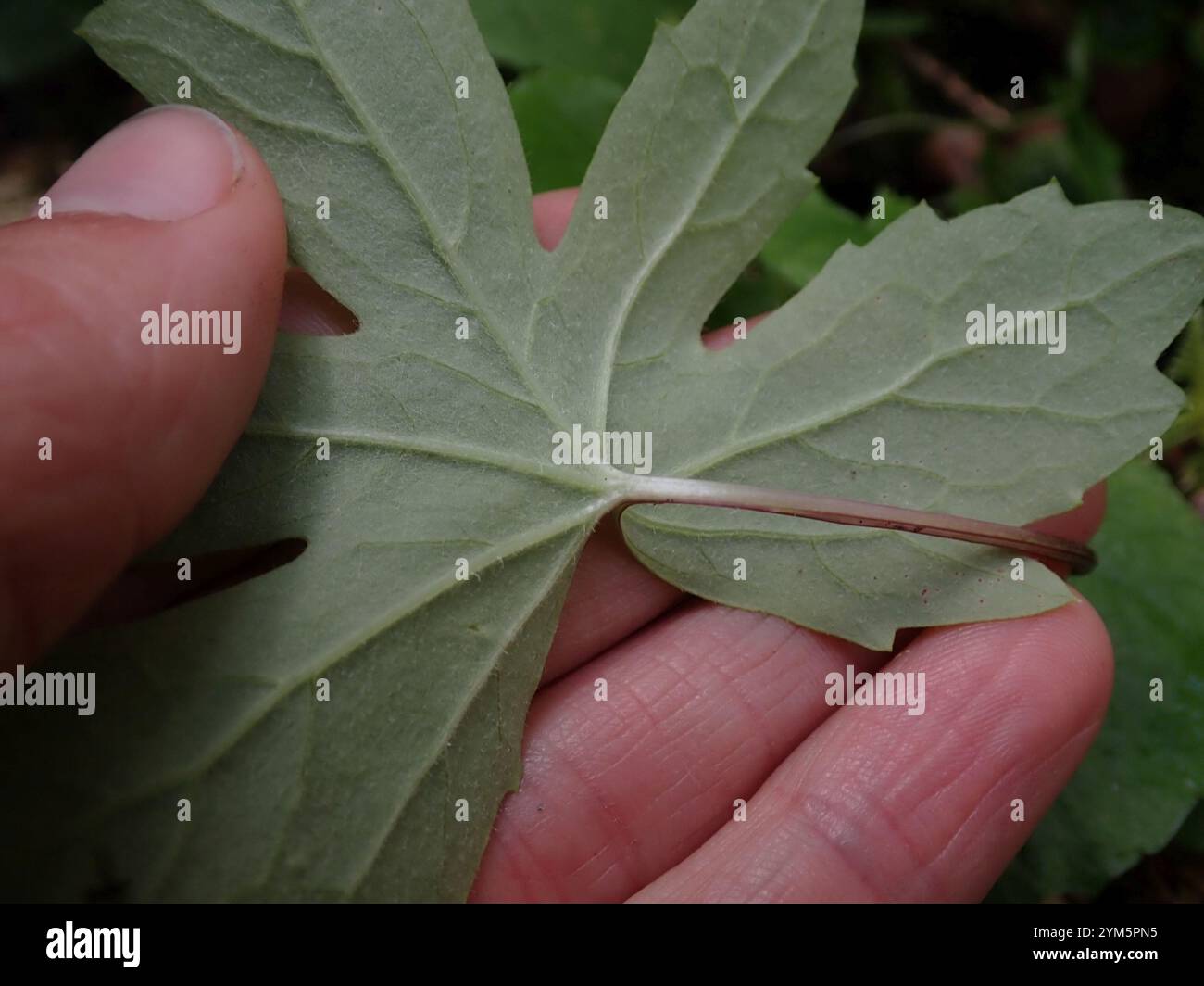 Western Sweet Coltsfoot (Petasites frigidus palmatus Stock Photo - Alamy