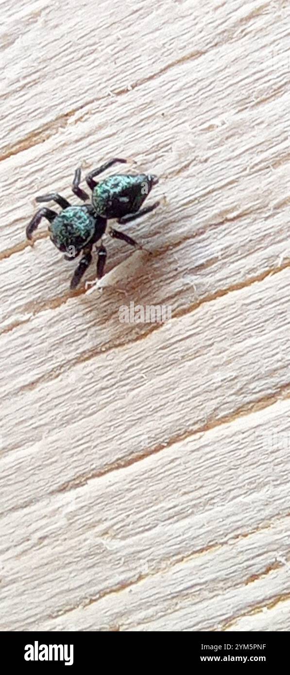 Leaf-beetle Jumping Spiders (Sassacus Stock Photo - Alamy
