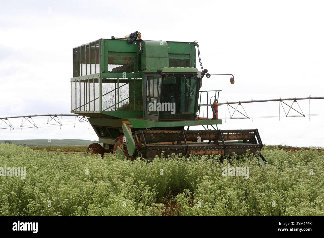 tractor in stevia plantation on countryside of Brazil Stock Photo - Alamy