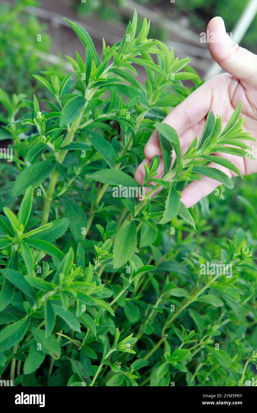 detail of stevia plantation in countryside of Brazil Stock Photo - Alamy