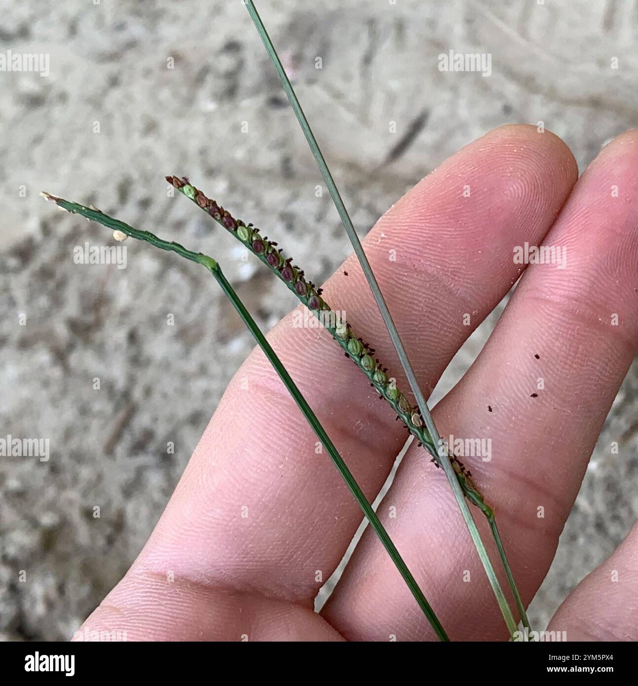 bristlegrasses, bluestems, paspalums, and allies (Panicoideae Stock ...