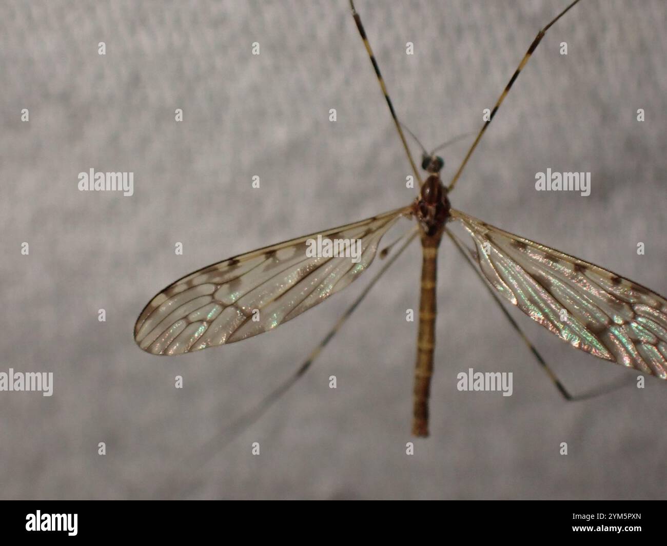 Crane Flies (Tipulomorpha Stock Photo - Alamy