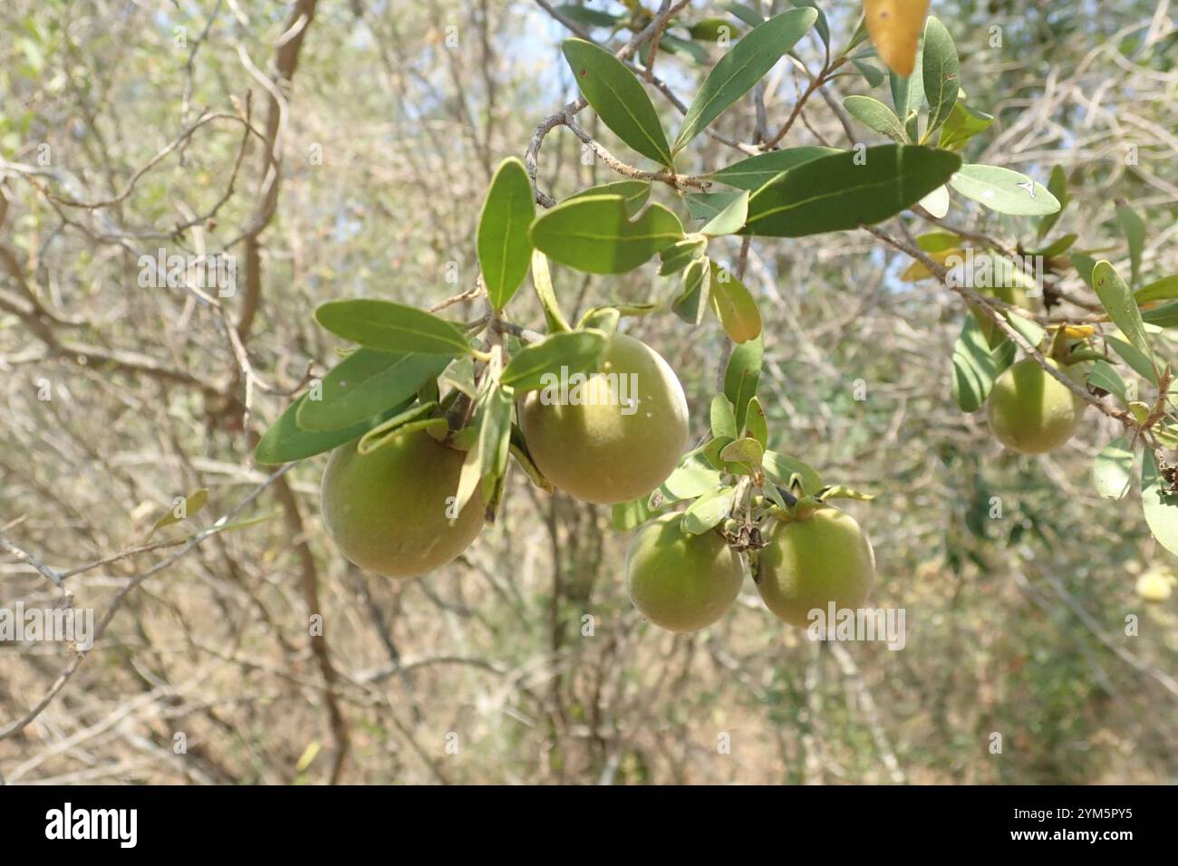 Transvaal Bluebush (Diospyros lycioides guerkei Stock Photo - Alamy