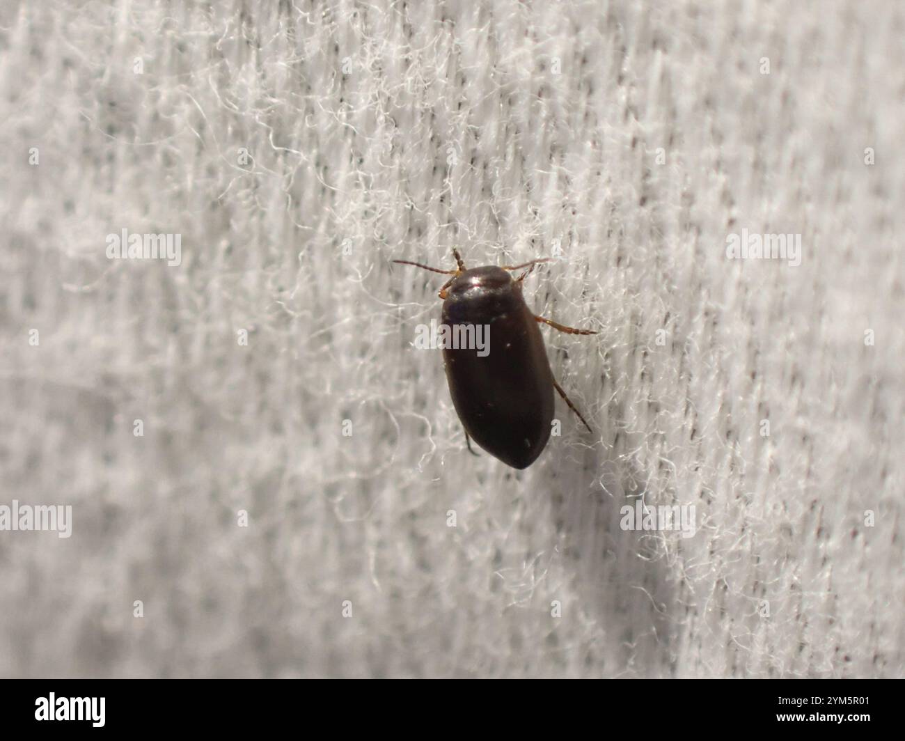 Hydroporus hi-res stock photography and images - Alamy